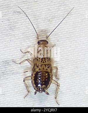 small yellow cockroach (Cariblatta lutea) Insecta Stock Photo - Alamy