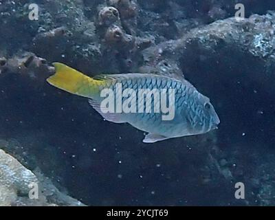 Yellowtail Parrotfish (Sparisoma rubripinne) Actinopterygii Stock Photo ...