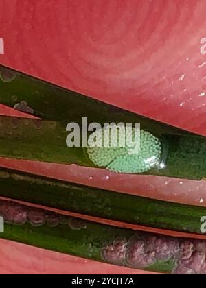 Lacuna Snails (Lacuna) Mollusca Stock Photo - Alamy