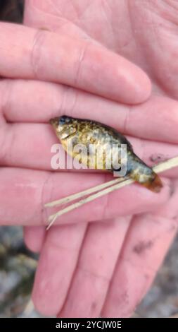 Sheepshead Minnow (Cyprinodon variegatus) Actinopterygii Stock Photo ...