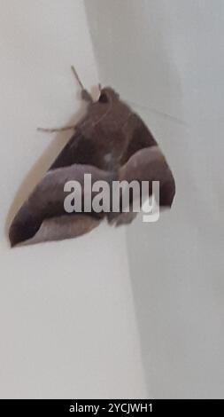 Echo Moth (Achaea echo) Insecta Stock Photo - Alamy