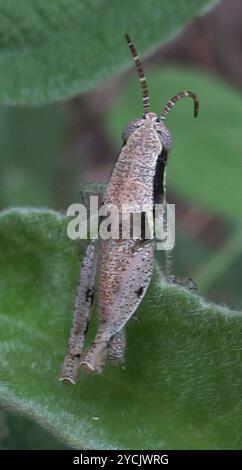 Spur-throated Grasshoppers (Catantopinae) Insecta Stock Photo - Alamy