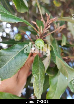 Hinau (Elaeocarpus dentatus) Plantae Stock Photo - Alamy
