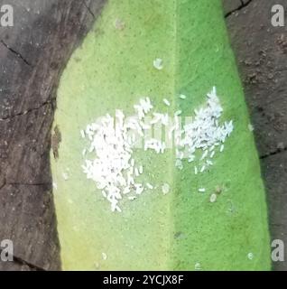 Armored Scale Insects (Diaspididae), Insecta, Boerne City Park, Boerne ...