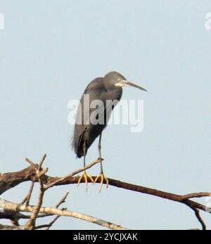 Dimorphic Egret (Egretta garzetta dimorpha) Aves Stock Photo - Alamy
