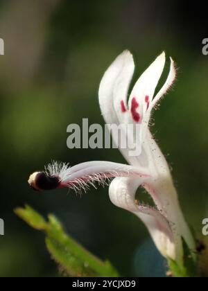 Green Chiretta (Andrographis paniculata) Plantae Stock Photo - Alamy