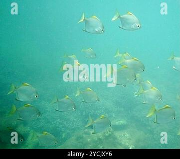 Diamondfish (Monodactylus argenteus) Actinopterygii Stock Photo - Alamy