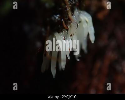 icicle spine (Mucronella pendula) Fungi Stock Photo - Alamy