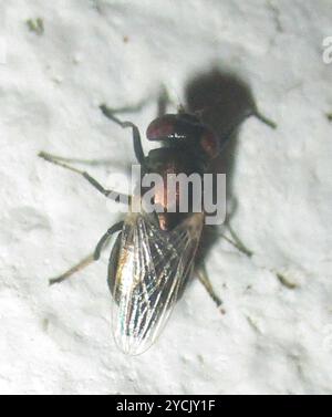 Picture-winged Flies (Ulidiidae) Insecta Stock Photo - Alamy