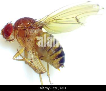 Immigrant fruit fly (Drosophila immigrans) Insecta Stock Photo - Alamy