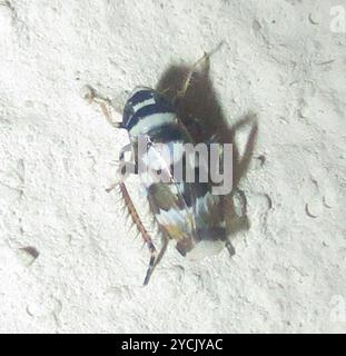 (Maiestas banda) Insecta Stock Photo - Alamy