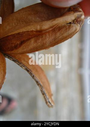 West Indies Cedrela (Cedrela odorata) Plantae Stock Photo - Alamy