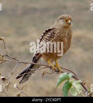 Greater Kestrel (Falco rupicoloides) Aves Stock Photo - Alamy