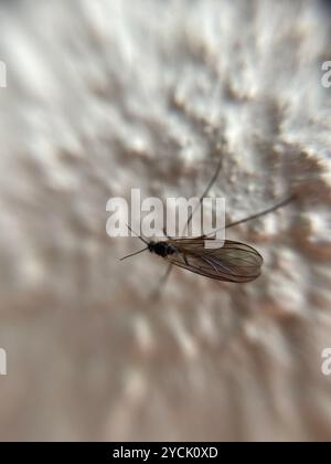 Fungus Gnats and Gall Midges (Sciaroidea Stock Photo - Alamy