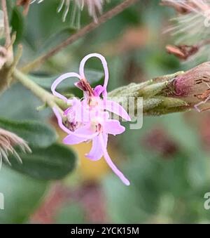 garberia (Garberia heterophylla) Plantae Stock Photo - Alamy