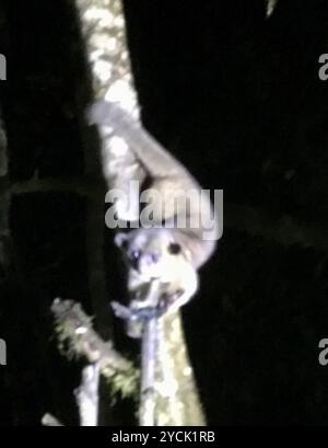 Kinkajou (Potos flavus) Mammalia Stock Photo - Alamy