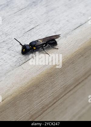 Agile Masked Bee (Hylaeus agilis) Insecta Stock Photo - Alamy