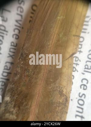Northern Pondweed (Potamogeton alpinus Stock Photo - Alamy