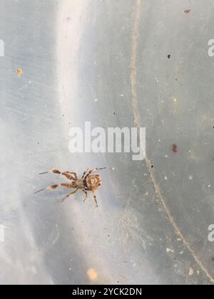 Hackled Orbweavers (Uloboridae) Arachnida Stock Photo - Alamy