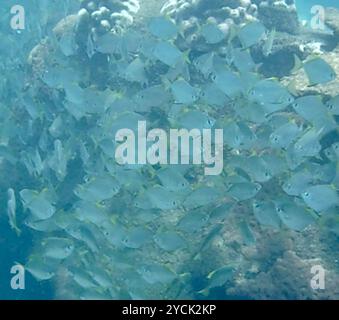 Diamondfish (Monodactylus argenteus) Actinopterygii Stock Photo - Alamy