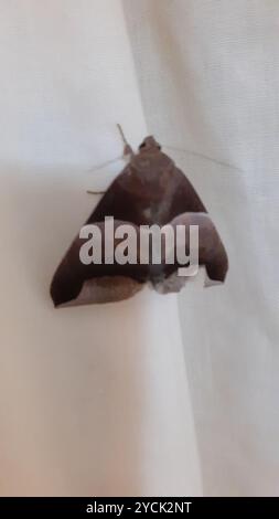Echo Moth (Achaea echo) Insecta Stock Photo - Alamy