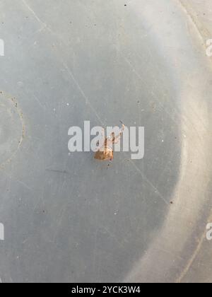 Hackled Orbweavers (Uloboridae) Arachnida Stock Photo - Alamy