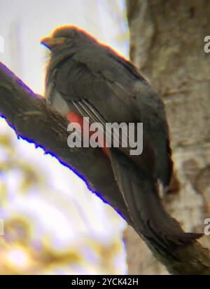 Black-tailed Trogon (Trogon melanurus), Aves, Darien, PA, Black-tailed ...