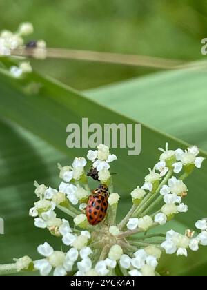 Water Ladybird (Anisosticta novemdecimpunctata) Insecta Stock Photo - Alamy