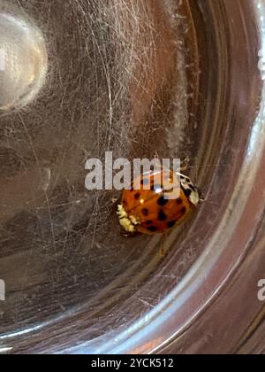 (Hesperomyces harmoniae) Fungi Stock Photo - Alamy