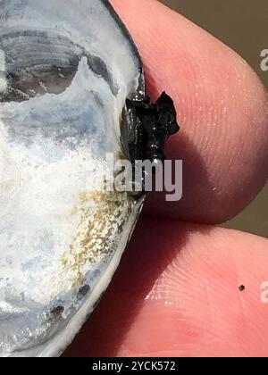 White Macoma (Rexithaerus secta) Mollusca Stock Photo - Alamy