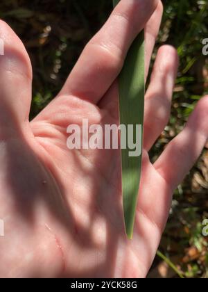 Prairie Iris (Iris savannarum Stock Photo - Alamy