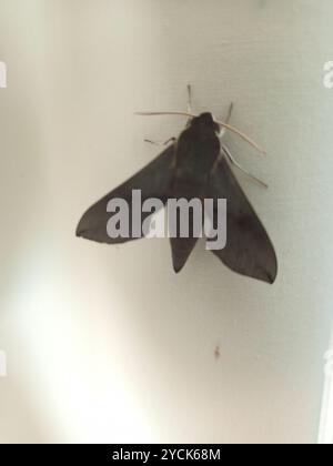 Coprosma Hawk Moth (Hippotion scrofa Stock Photo - Alamy