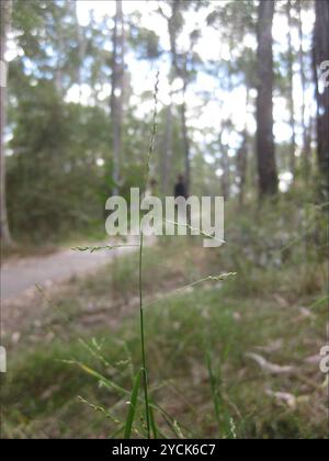 (Ottochloa gracillima) Plantae Stock Photo - Alamy