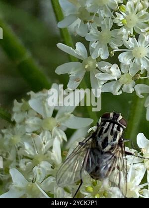 (Graphomya maculata) Insecta Stock Photo - Alamy