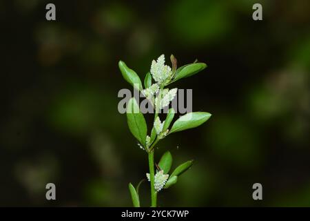 mountain knotgrass (Ouret lanata), Plantae, 655W+C3X, Keetholi ...