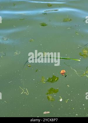 Seagrasses (Zosteraceae) Plantae Stock Photo - Alamy