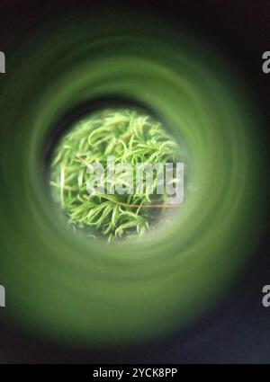 Cape Thread-moss (Orthodontium lineare) Plantae Stock Photo - Alamy