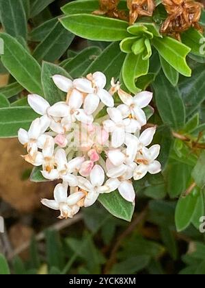 Queen of the Bush (Pimelea linifolia), Plantae, Nathan, Queensland ...