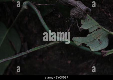 (Monstera wilsoniensis) Plantae Stock Photo - Alamy