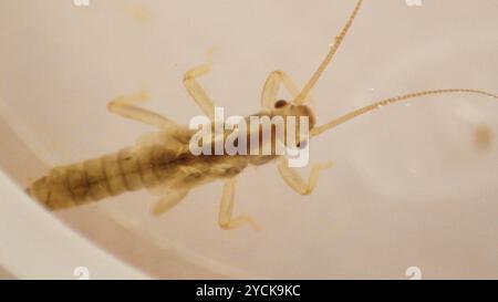 Small Winter Stoneflies (Capniidae) Insecta Stock Photo - Alamy