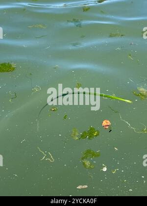 Seagrasses (Zosteraceae) Plantae Stock Photo - Alamy