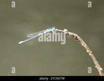 Azure Dartlet (Amphiallagma parvum), Insecta, Dolvan, Tapi, GJ, IN ...
