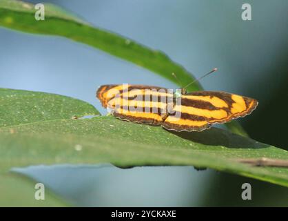 Common Lascar (Pantoporia hordonia), Insecta, Than Sadet-Ko Pha-Ngan ...