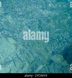 Diamondfish (Monodactylus argenteus) Actinopterygii Stock Photo - Alamy