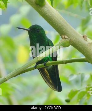 Steely-vented Hummingbird (Saucerottia saucerottei) Aves Stock Photo ...