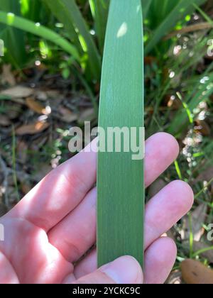 Prairie Iris (Iris savannarum Stock Photo - Alamy