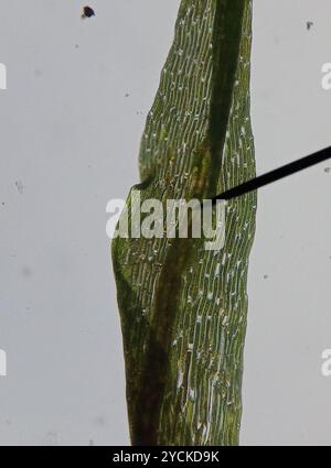 Cape Thread-moss (Orthodontium lineare) Plantae Stock Photo - Alamy