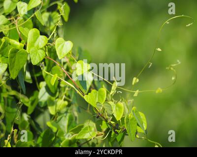 (Cyclea gracillima) Plantae Stock Photo - Alamy