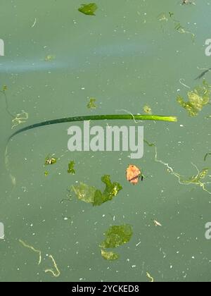 Seagrasses (Zosteraceae) Plantae Stock Photo - Alamy