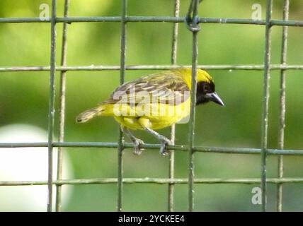 Little Weaver (Ploceus luteolus) Aves Stock Photo - Alamy